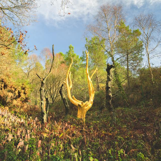 Larbre Dor De La Forêt De Brocéliande En Bretagne