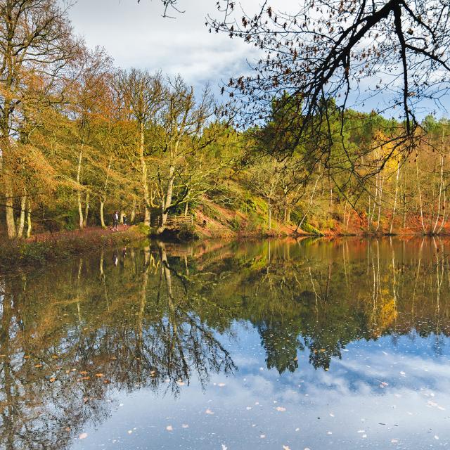 The Golden Tree of Brocéliande Forest in Brittany